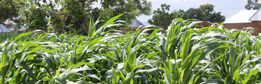 A boost for Nigerian farmers: New varieties introduced | Collaborative ...