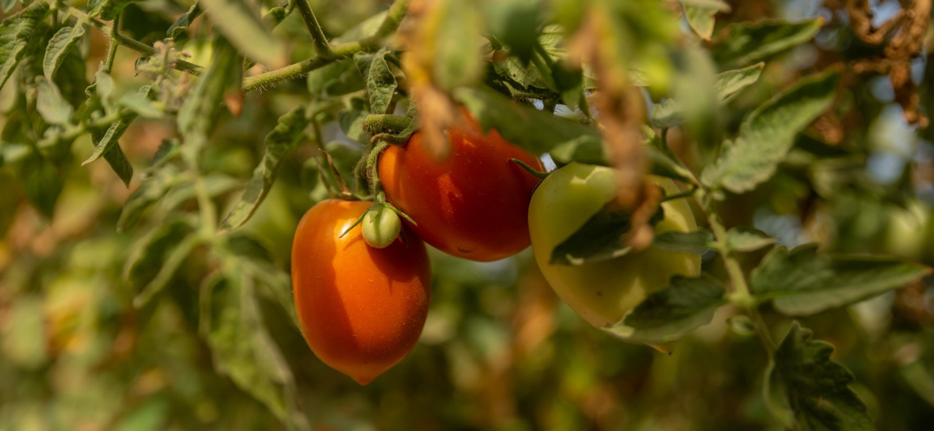 National seed platform: Enhancing seed access through innovative ...