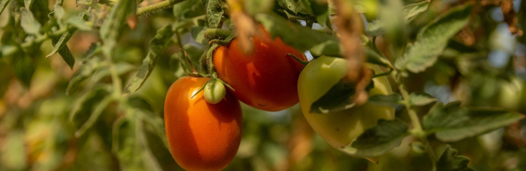 National seed platform: Enhancing seed access through innovative ...